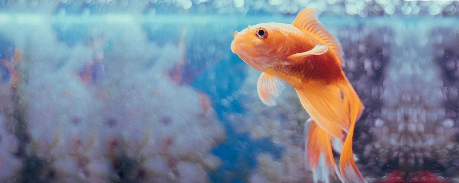 Unveiling the Goldfish Memory Myth: Separating Fact from Fiction Unveiling the Goldfish Memory Myth: Separating Fact from Fiction
